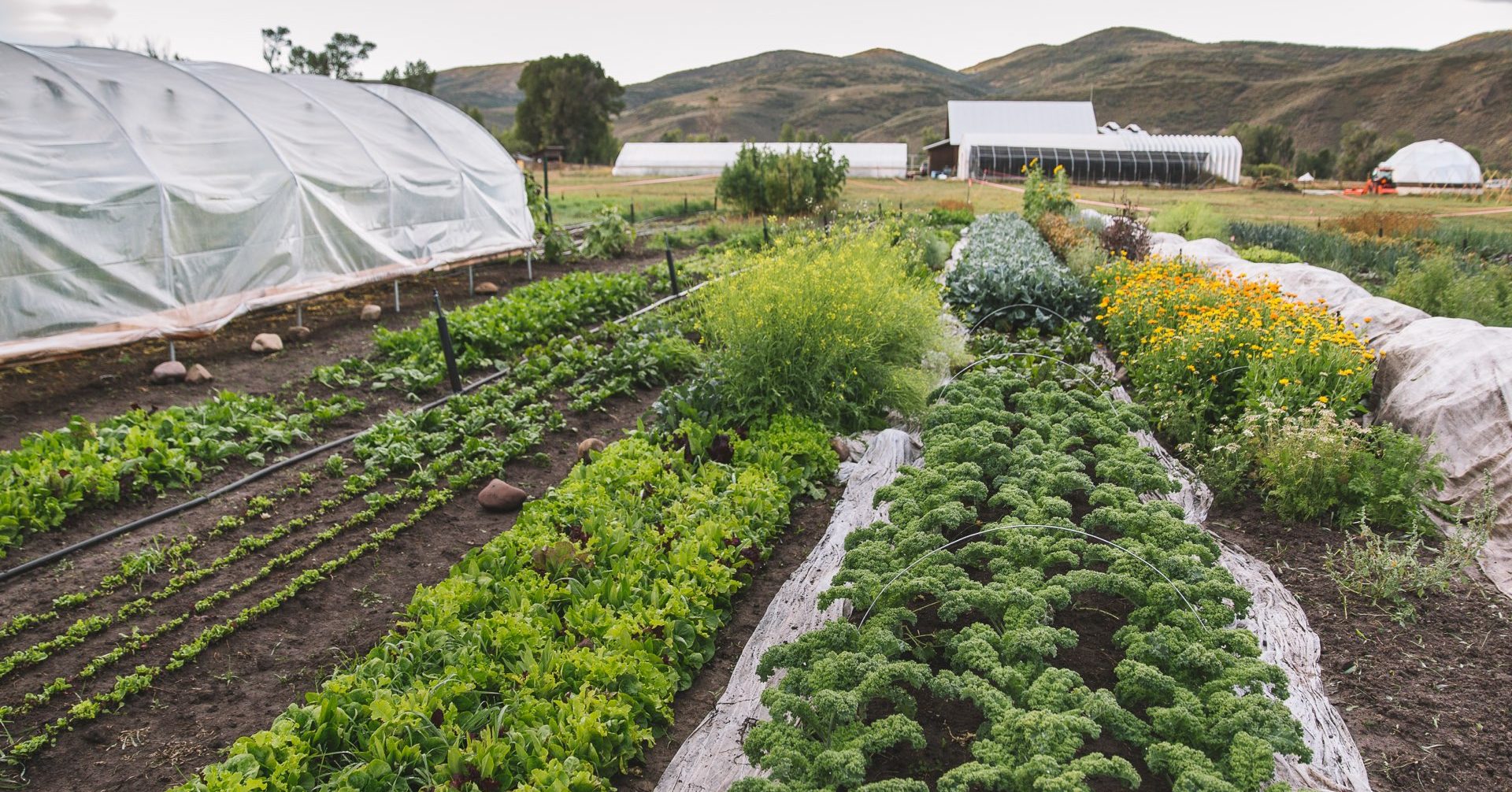 Herbal Medicine Farm | Healing Seeds